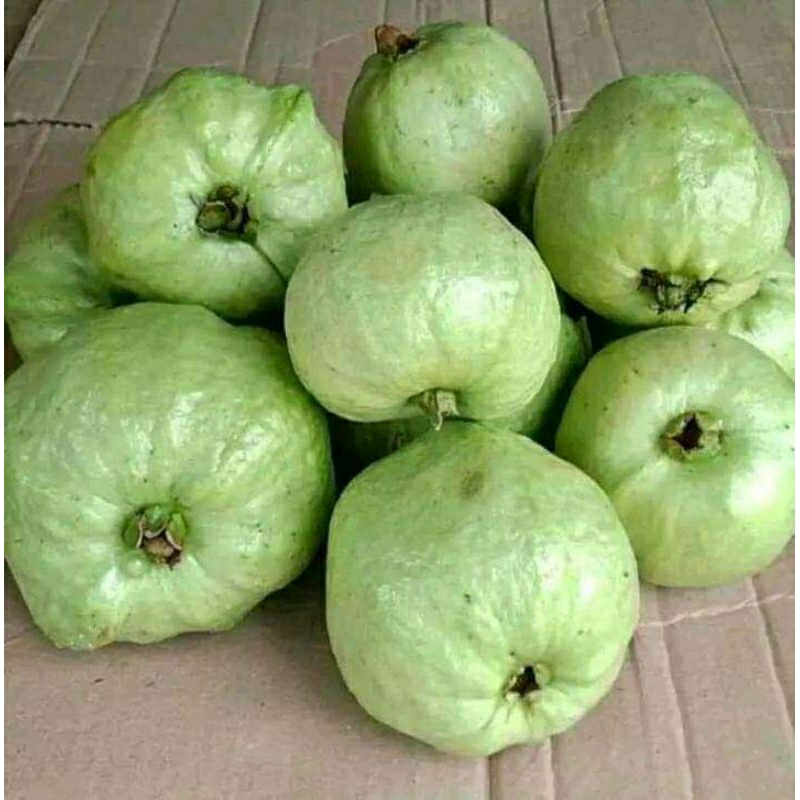 Lohan Jambu (1Biji) / Fresh Guava Lohan (1Pcs) | Shopee Malaysia