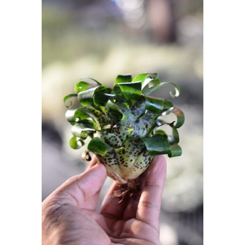 Vriesea Recinae collector species ( miniature ) 積水风梨/bromeliad | Shopee ...