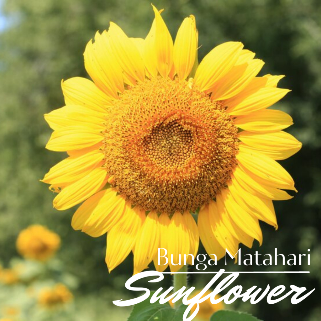 Benih Bunga Matahari Seeds Sunflower (Besar) | Shopee Malaysia