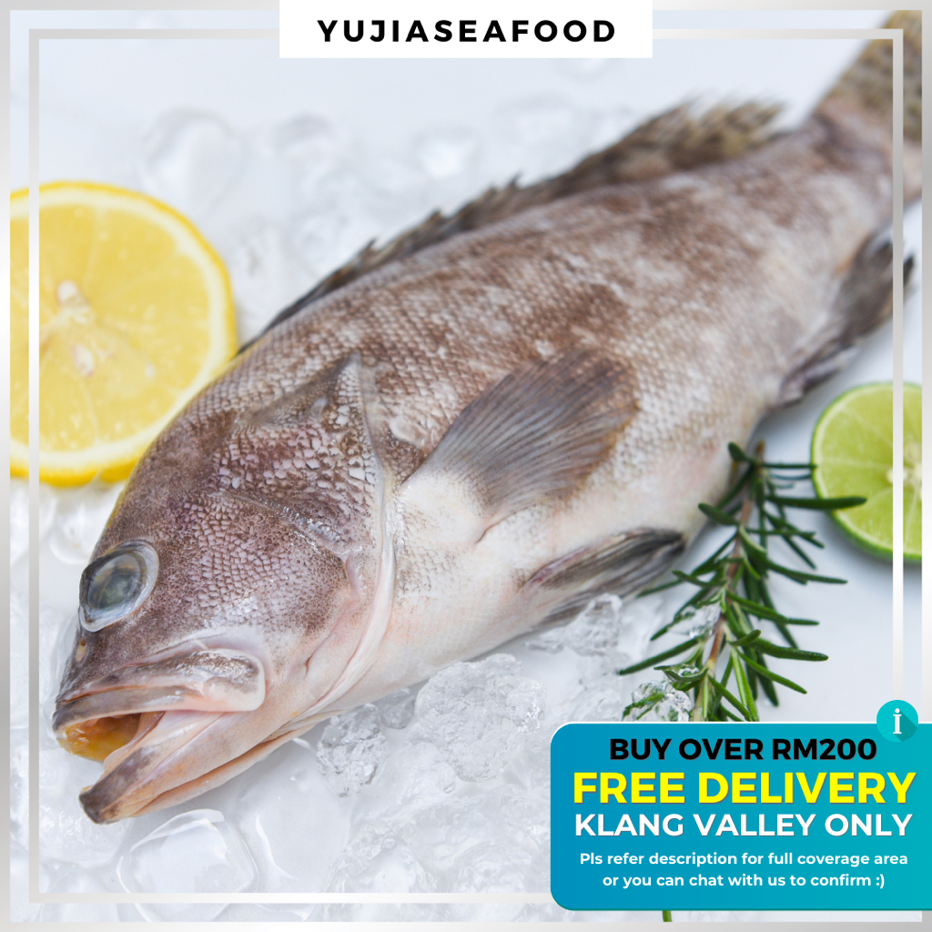 [KL&SGR SAHAJA] 1kg - 1.5kg Frozen Ikan Kerapu Table Size / Grouper ...