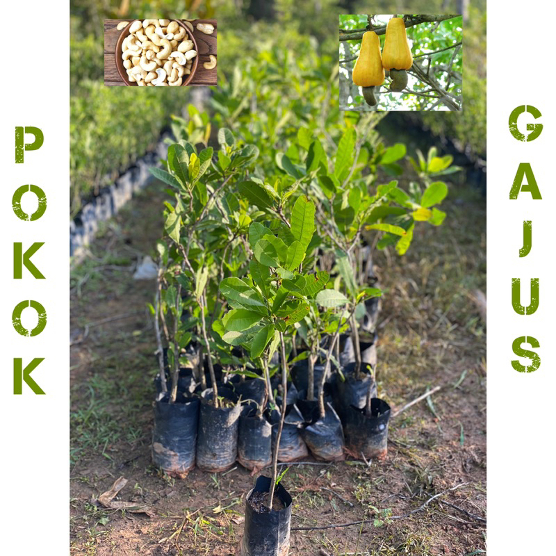 Pokok Gajus thai murah / Pokok buah gajus | Shopee Malaysia
