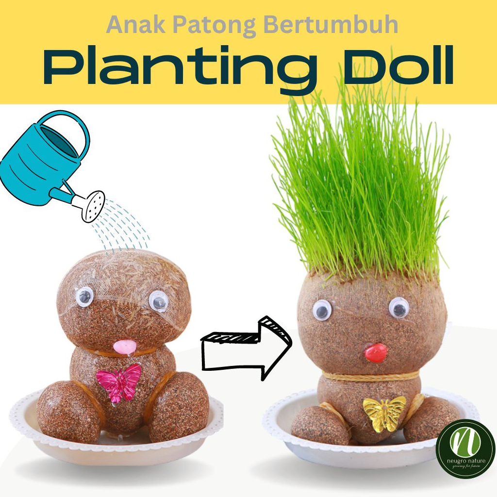 Grass Head Growing Planting / Office Indoor Plant / 室内植物 | Shopee Malaysia