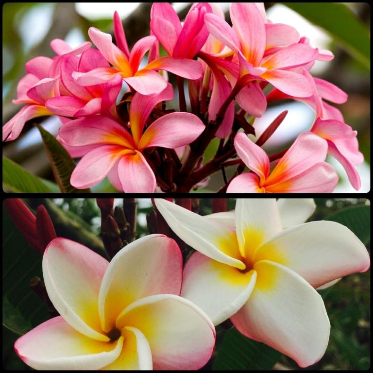 [Rooted] Frangipani cutting Plumeria cutting 鸡蛋花 Bunga Kemboja | Shopee ...