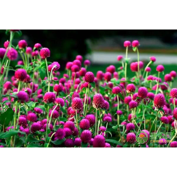 [50biji]Biji bunga benih Gomphrena globosa Gomphrena globosa flower ...