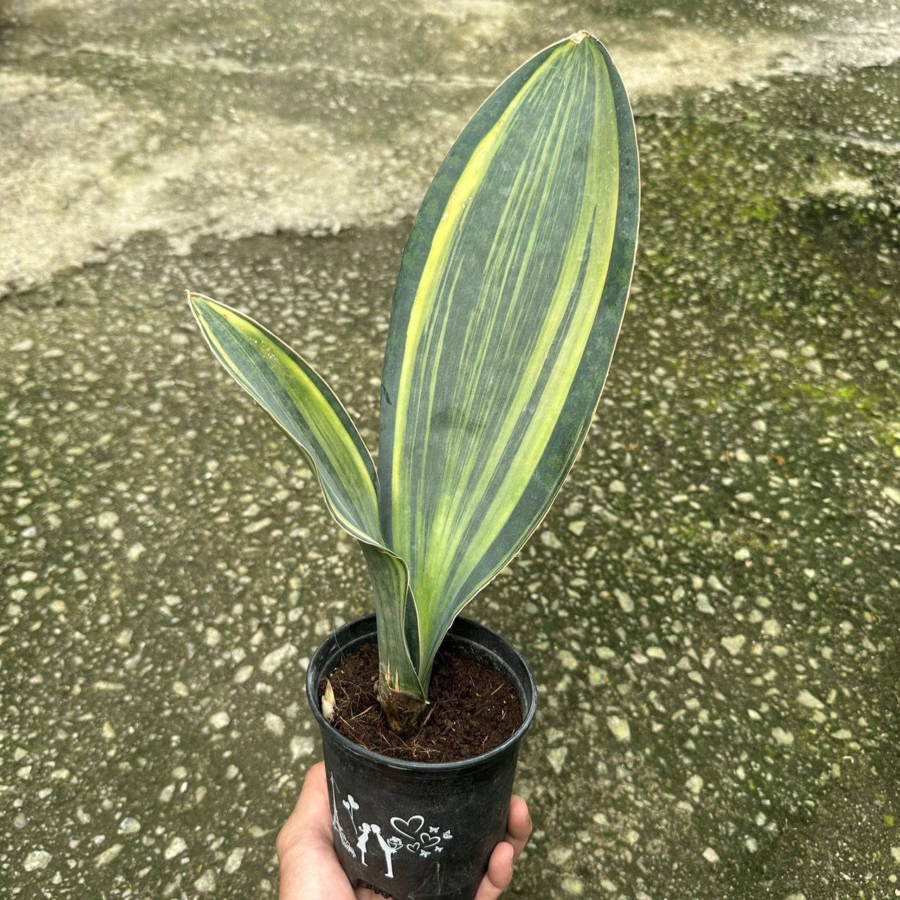 GPS Green Plant Society live plant Snake Plant Sansevieria Whale Fin ...