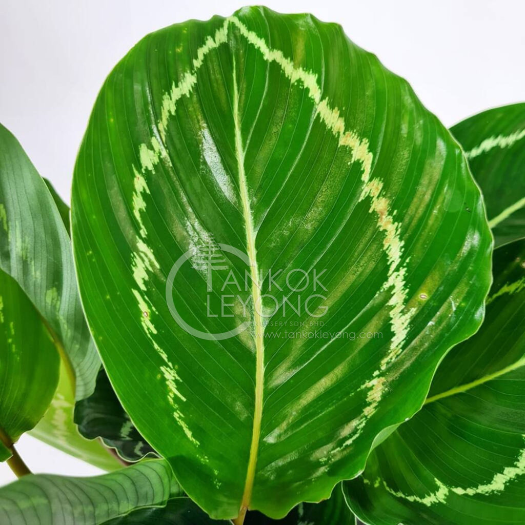TKL - Big Size Indoor Plant Calathea Jungle Rose (Pot 160) 绿美丽竹芋 ...