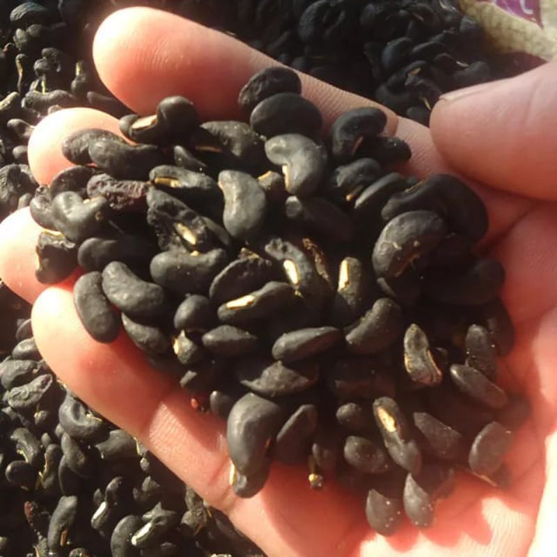 Benih Kacang Panjang Biji Hitam Cepat Cambah Cepat Besar Cepat Buah 30 ...