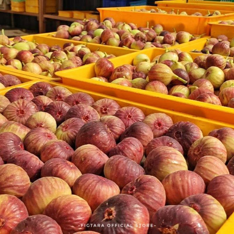 Buah Tin Fresh Local/ Fresh Local Figs Fruit /Buah Tin Segar [ 200g ...