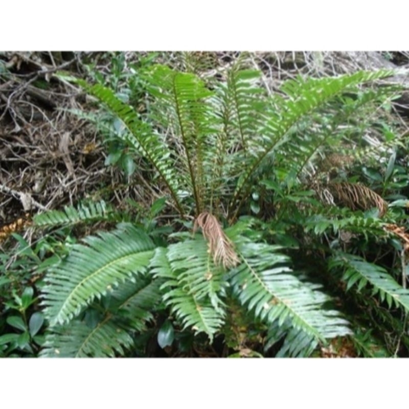 Blechnum Magellanicum Media (pakis hiasan) | Shopee Malaysia
