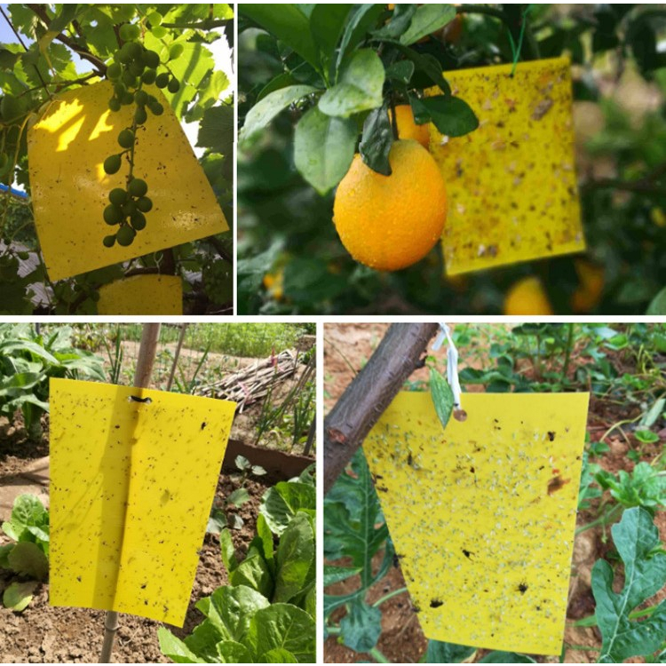 Pelekat Serangga Double-Sides Yellow Sticky Trap Flies Trap Insect ...