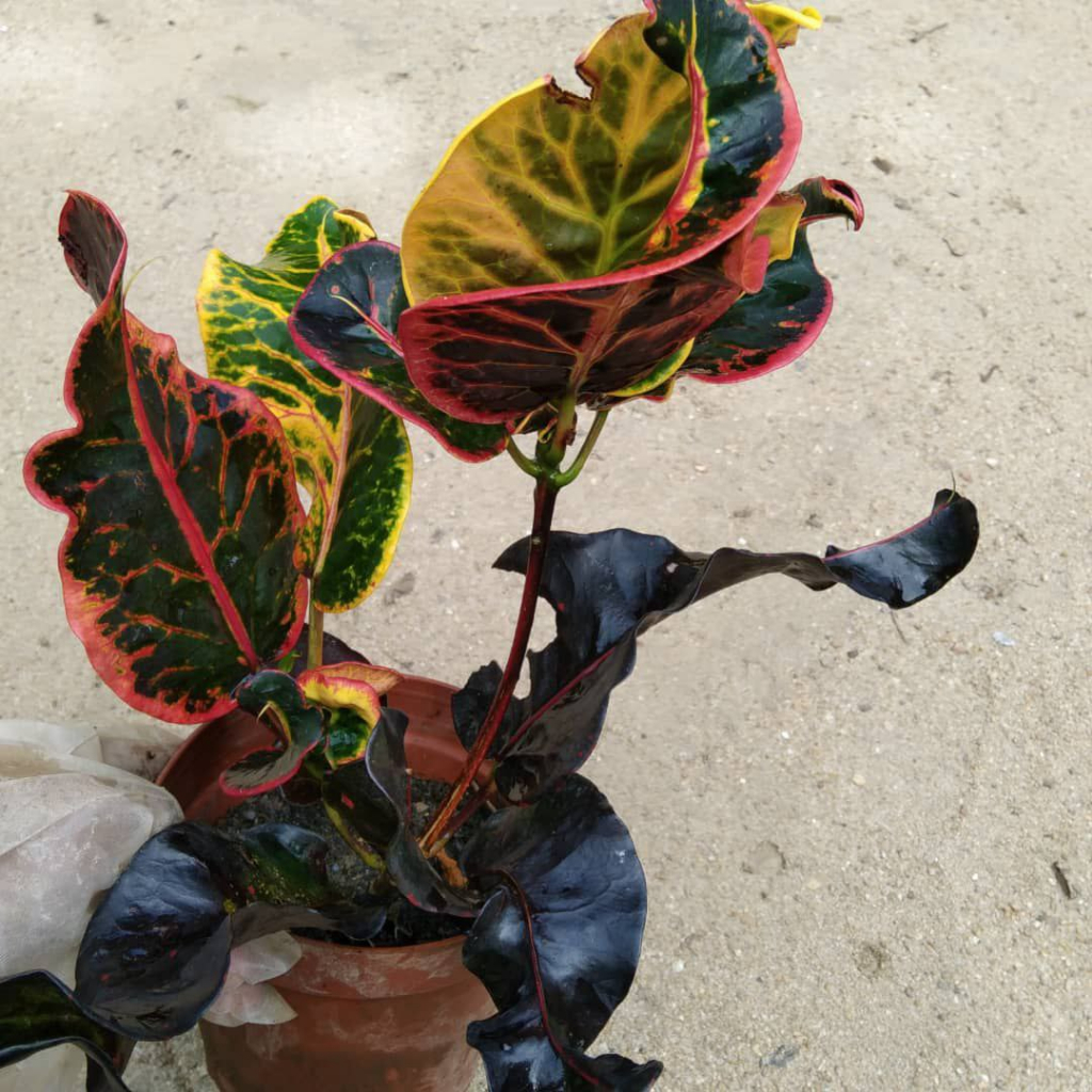 Pokok Bunga PUDING DAYANG/ CROTON | Shopee Malaysia