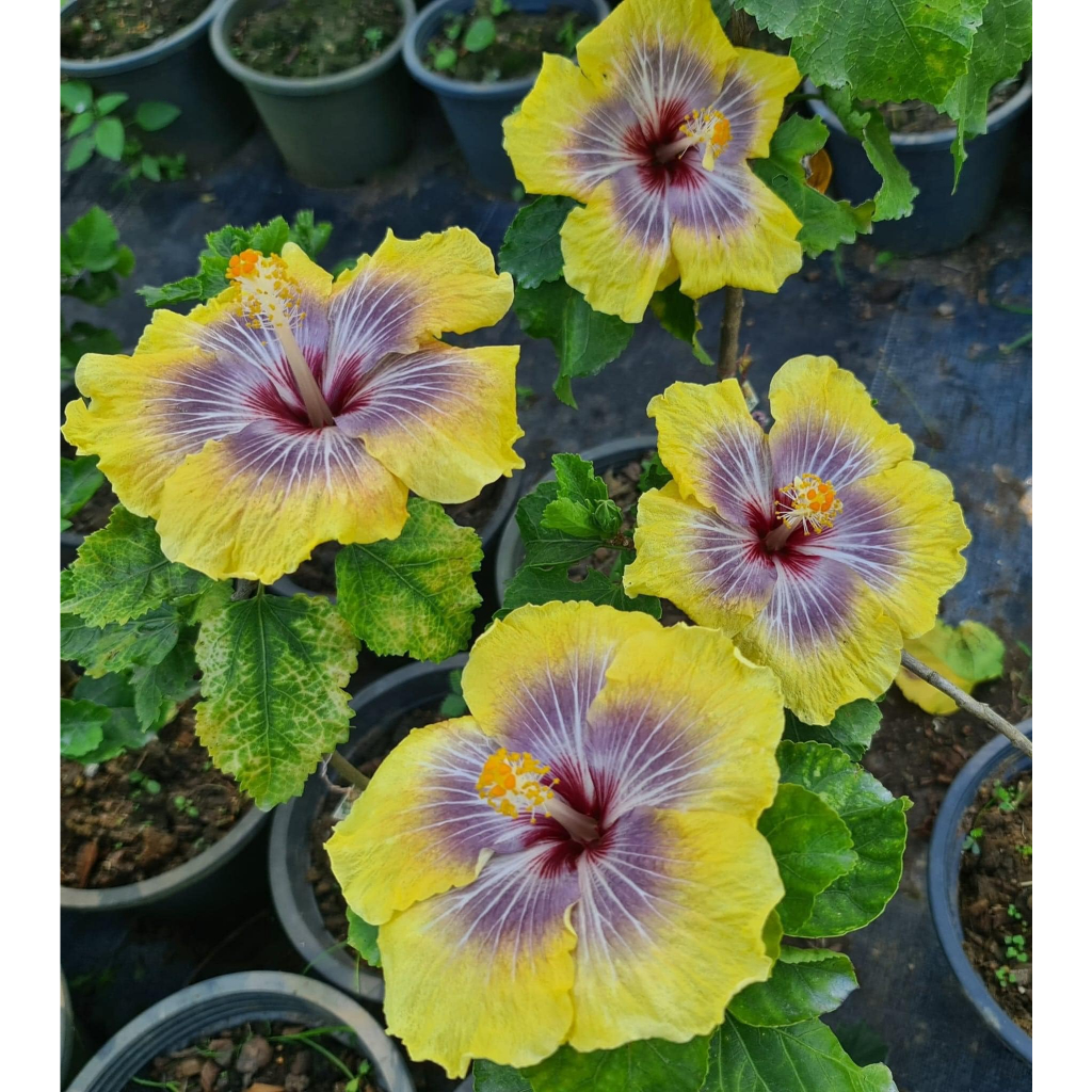 Anak Pokok Bunga Raya/Hibiscus Hibrid/Hybrid Impot Season 6 | Shopee ...