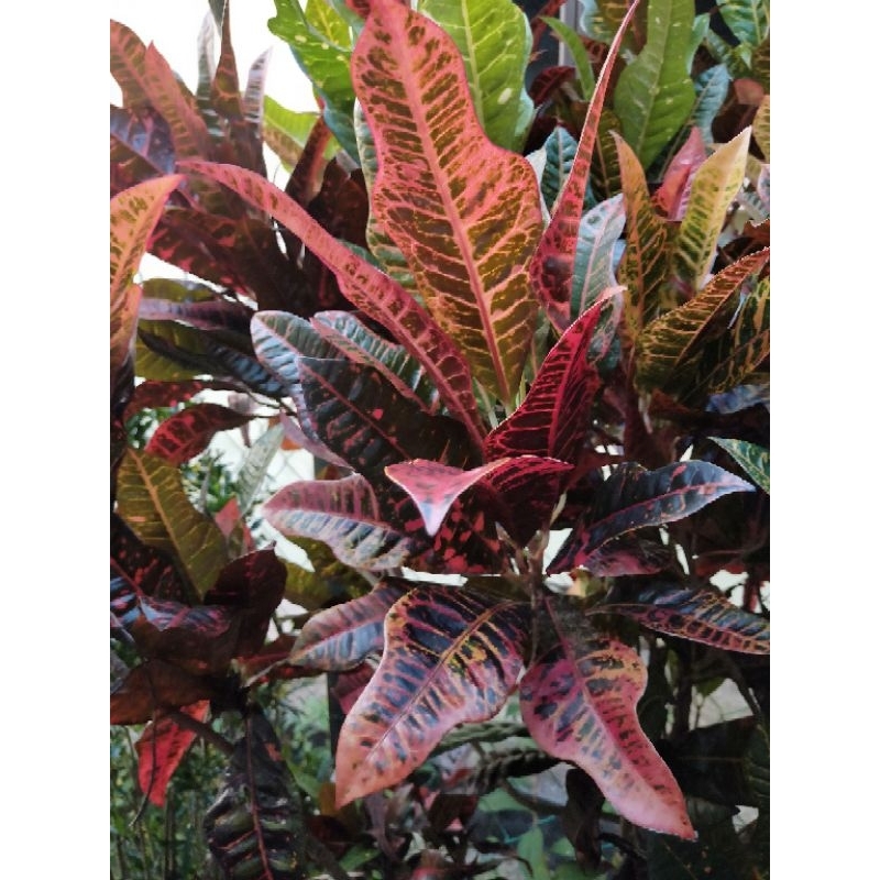 1 Keratan Batang Pokok Puding / Croton | Shopee Malaysia
