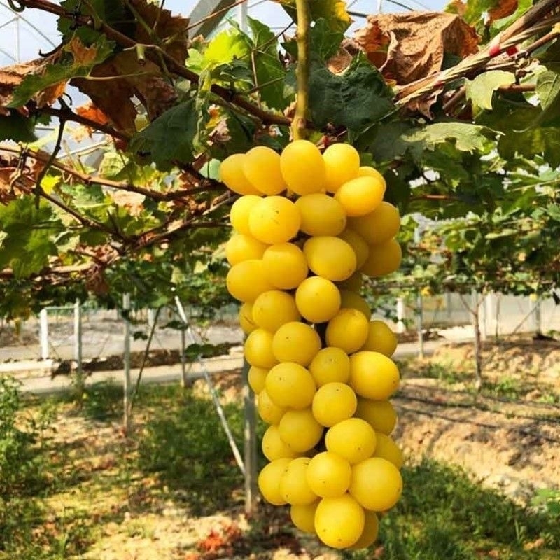 Japan Pokok Anggur Grafted Golden Shine Muscat Seedless Grape Tree ...