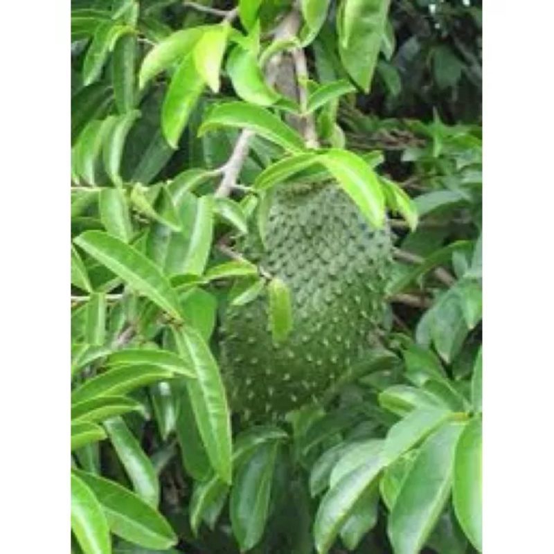 Daun Durian Belanda Segar (Minima order 30helai) Natural Fresh Soursop ...