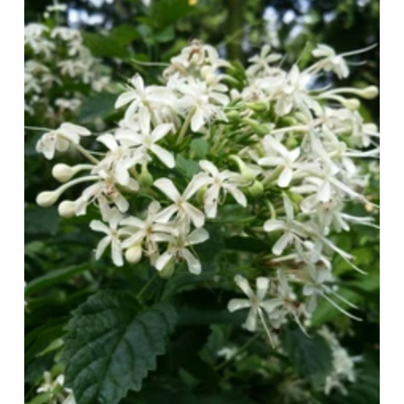 White butterfly bush(Clerodendrum calamitosum) live plant 化石树/白蝶大青苗 ...