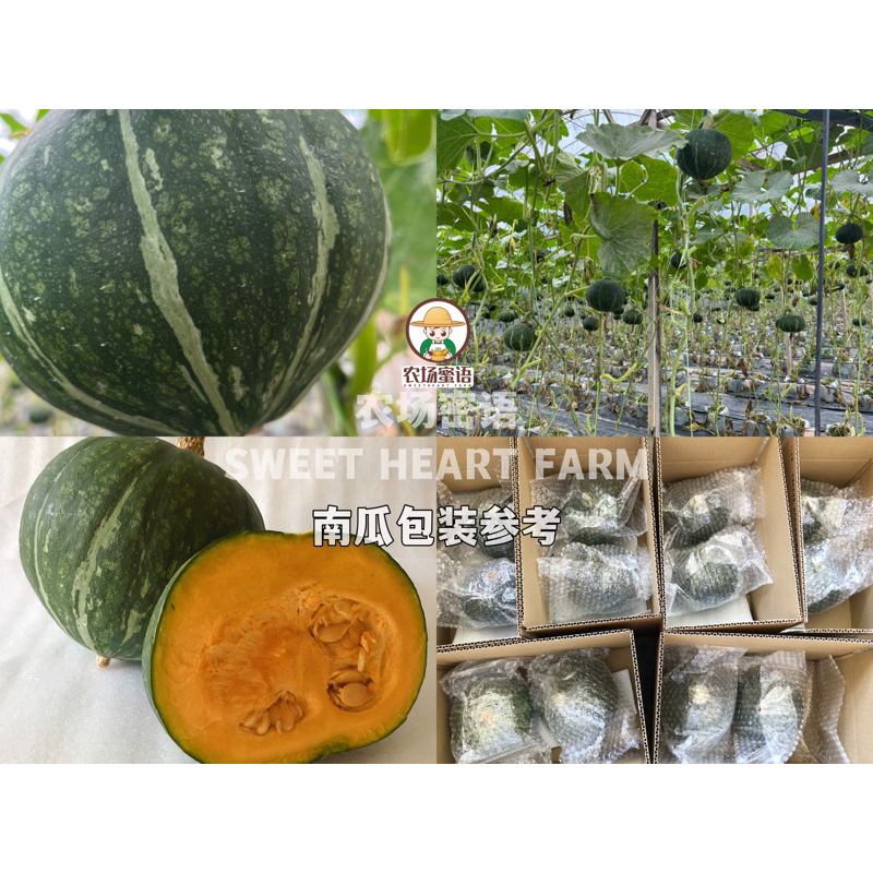 1A/ 2A/ 3A (6-10 PCS/set) | White sweet Corn | jagung susu manis | 💯 ...
