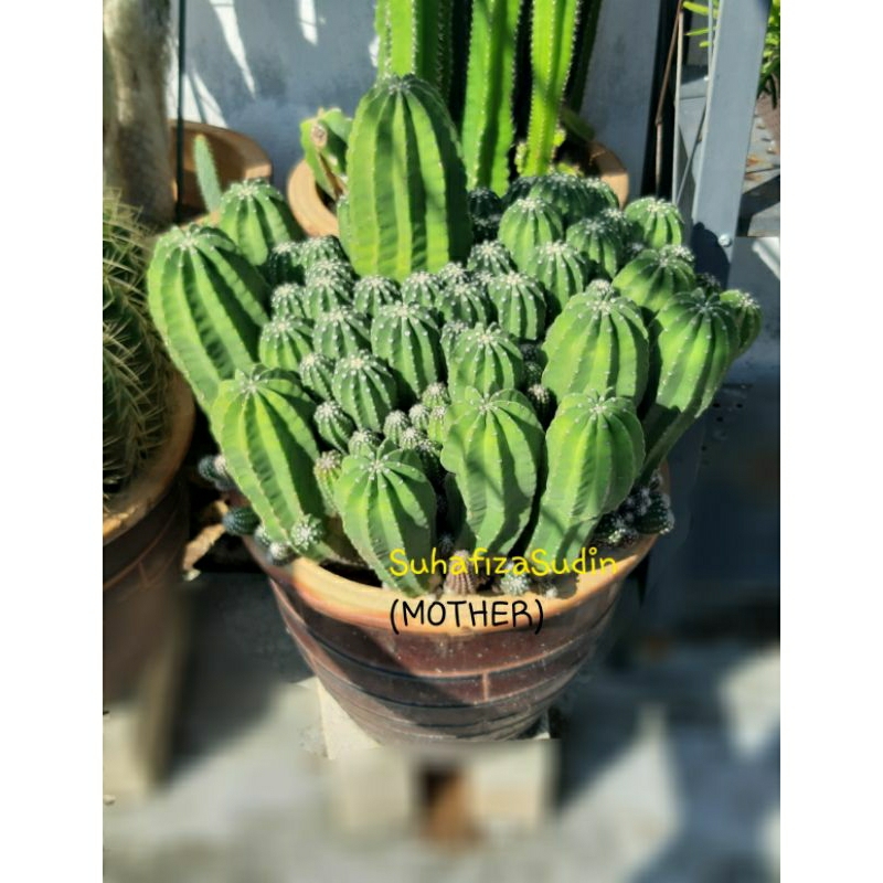 Cactus (Pot saiz 8.5cm) | Shopee Malaysia