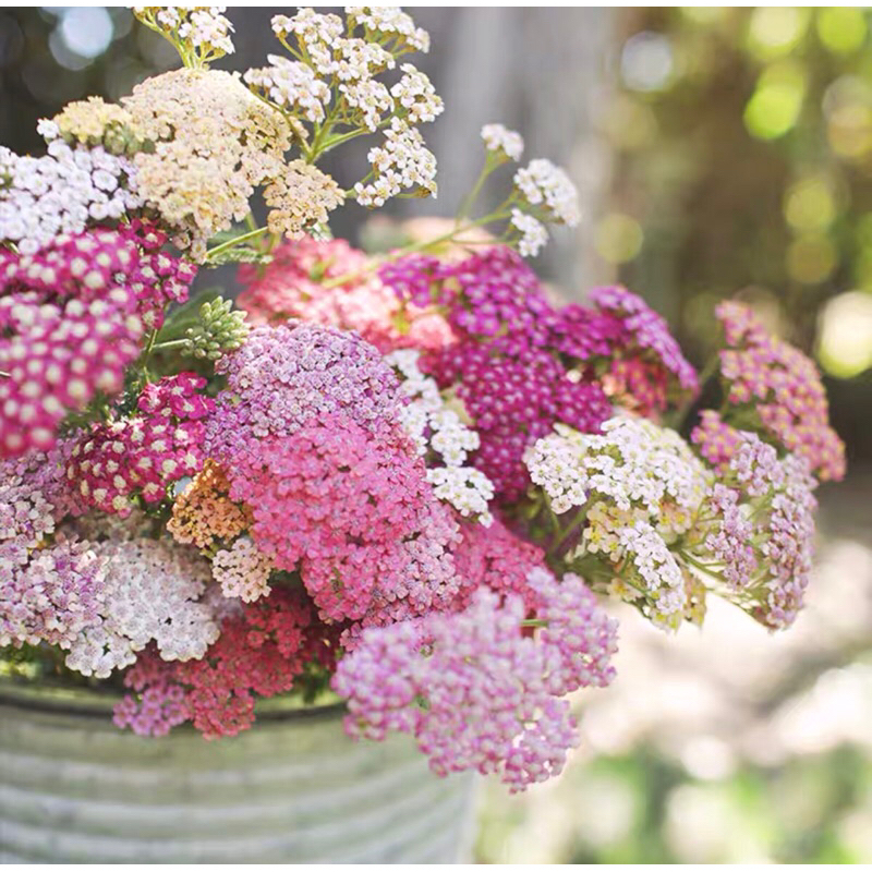 #Achillea millefolium flower seeds 100pcs#Biji benih bunga Achillea ...