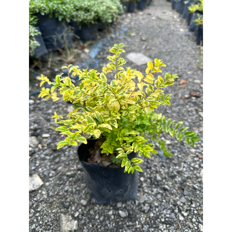 Pokok landscape ground cover 园艺围墙设计颜色搭配 / pokok pagar / outdoor plant ...