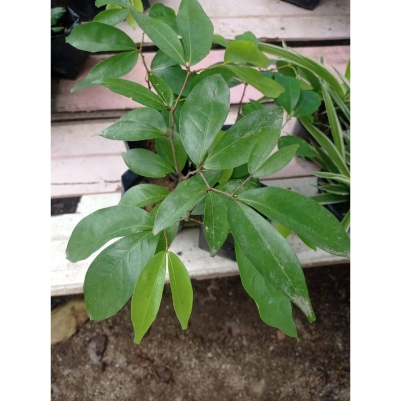 ANAK POKOK NAM NAM/POKOK BUAH KATAK PURU | Shopee Malaysia
