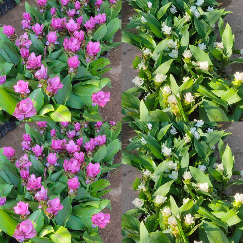 Pokok Bunga Tulip SIAM🌷 PUTIH dan PURPLE | Shopee Malaysia