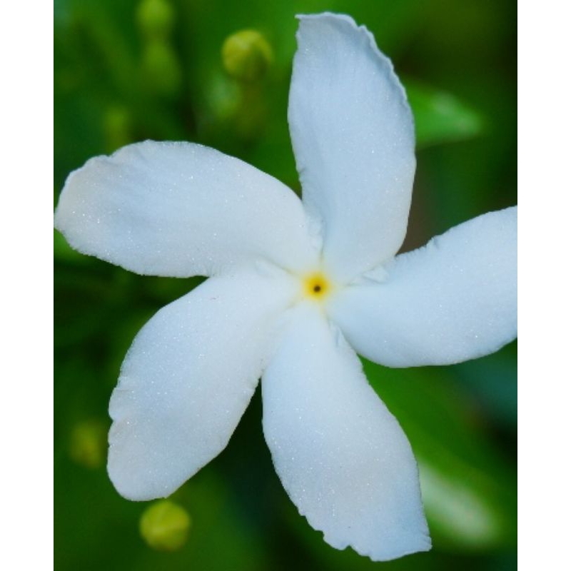 Pinwheel flower/ Ervatamia green / batik live plant山马茶苗anak pokok Bunga ...