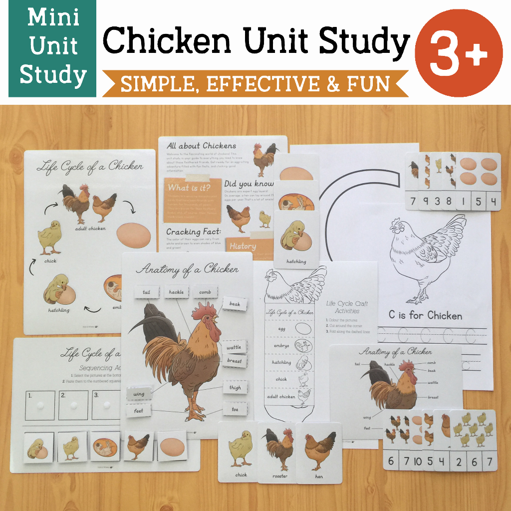 Chicken Unit Study - Life cycle of a Chicken - Chicken Anatomy ...
