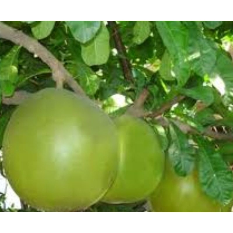 Calabas Miracle Herbal Fruit 无花果(Small size) | Shopee Malaysia