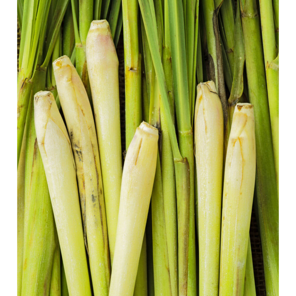 Serai (Fresh lemongrass) | Shopee Malaysia