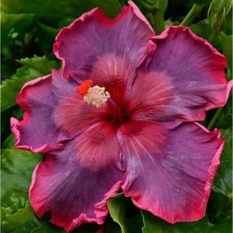 PART 1/6 : Pokok Bunga Raya Hibrid Hybrid / Hibiscus Gator Magic ...