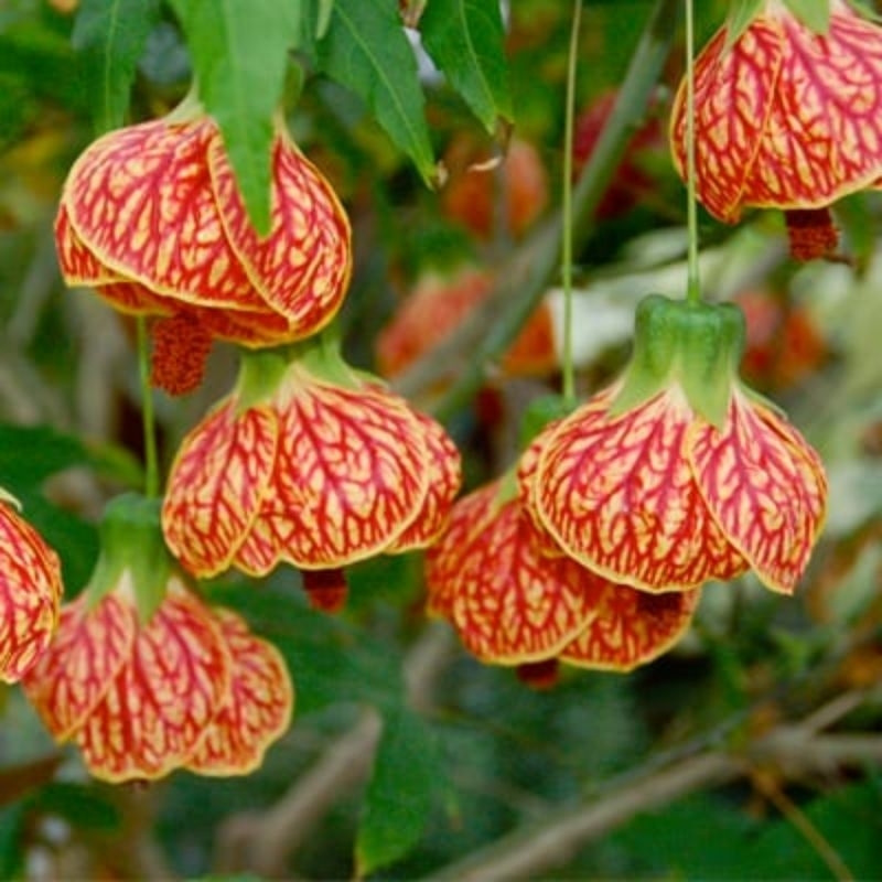 Keratan Batang Abutilon Maple 2 keratan | Shopee Malaysia