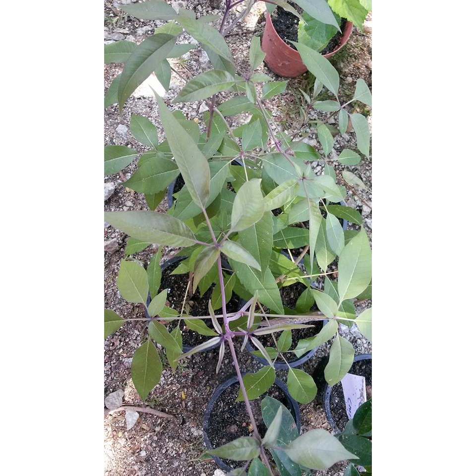 ANOR - Anak pokok lemuni hitam /legundi / vitex trifolia plant sapling ...