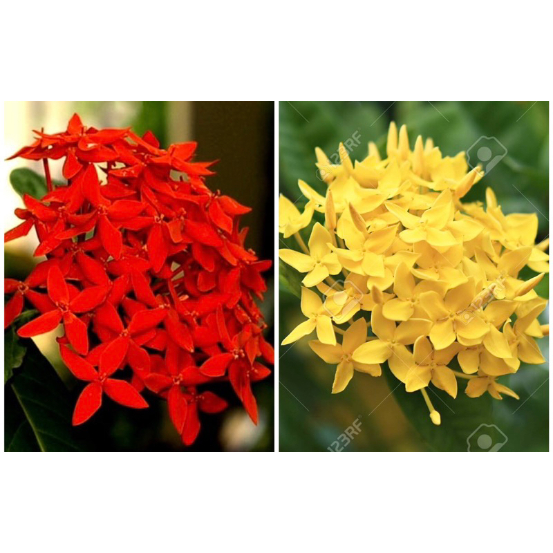 Keratan Ixora Merah & Kuning / Bunga Tudung Periuk / West Indian ...