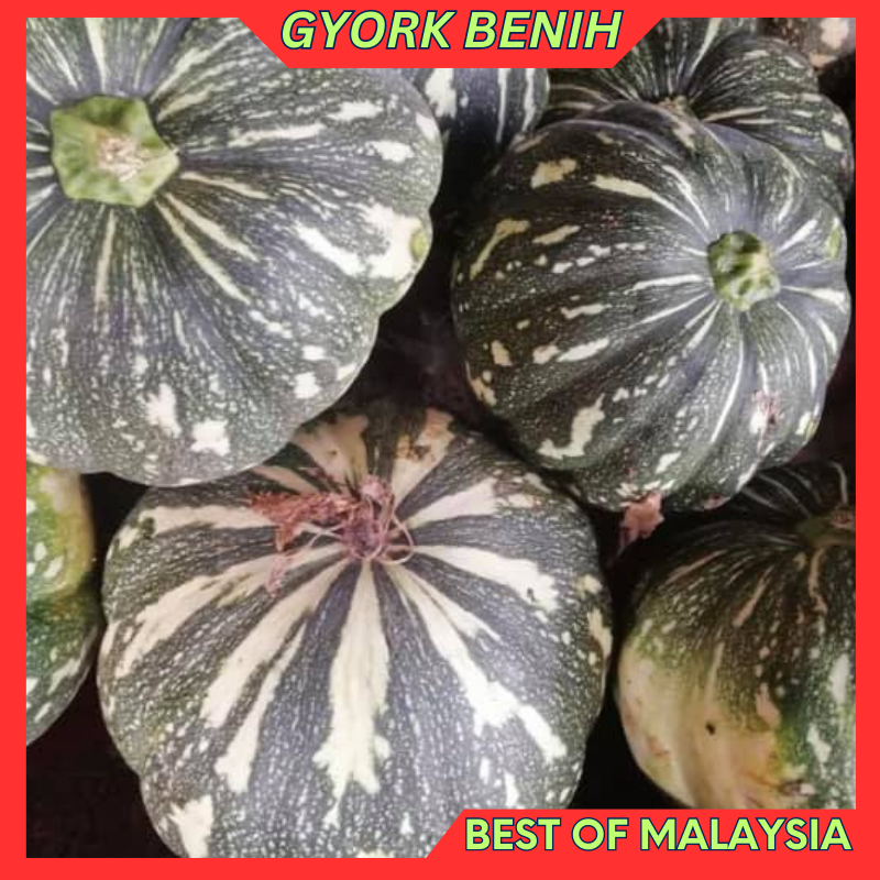 Benih Labu Manis Isi Tebal Manis 15 Biji | Shopee Malaysia