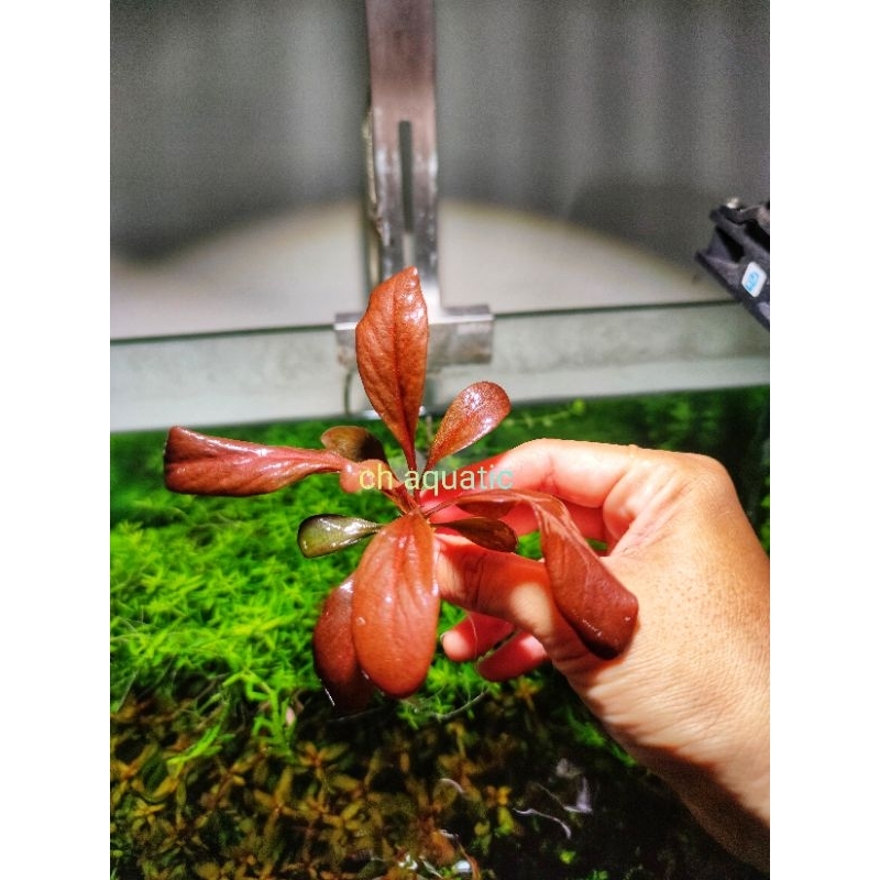 Samolus Parviflorus "Red" 极乐鸟/红宝石 1 stalk（submerged） lowtech plants no ...