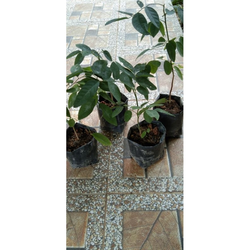 POKOK PUCUK MANIS/POKOK SAYUR MANIS/ POKOK CEKOK MANIS | Shopee Malaysia