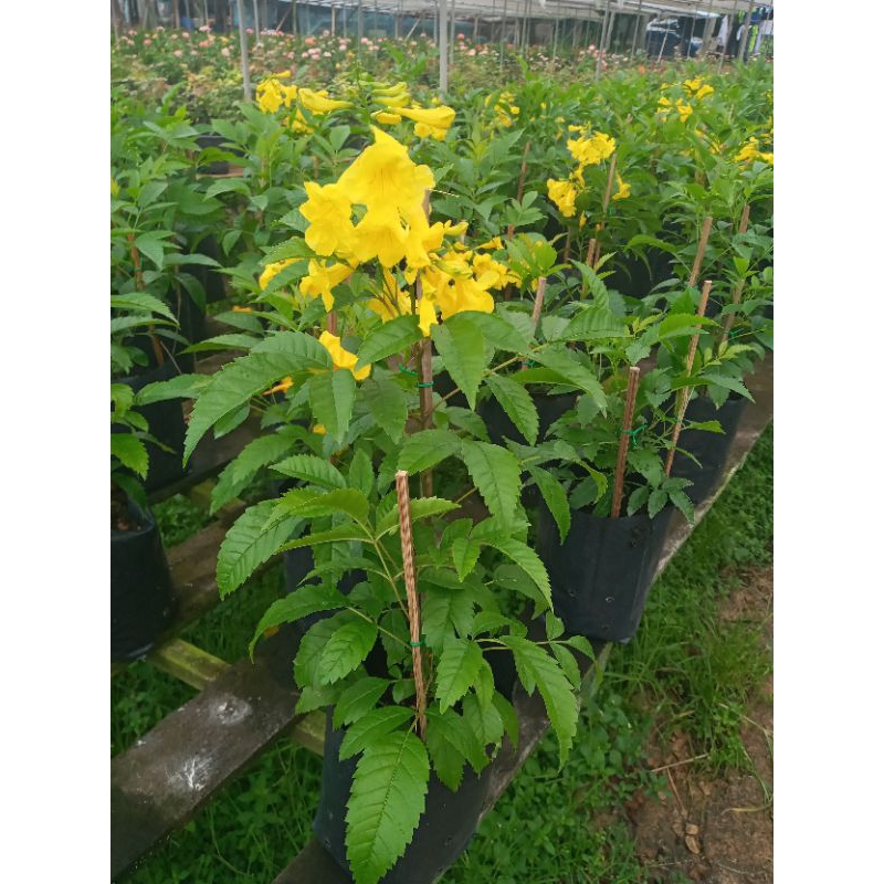 Tecoma kuning#Yellow Bell pokok hidup tahan panas | Shopee Malaysia