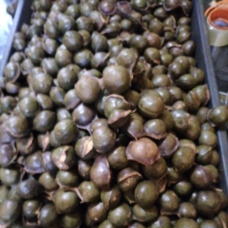 JERING / TUA MUDA RANGUP | Shopee Malaysia