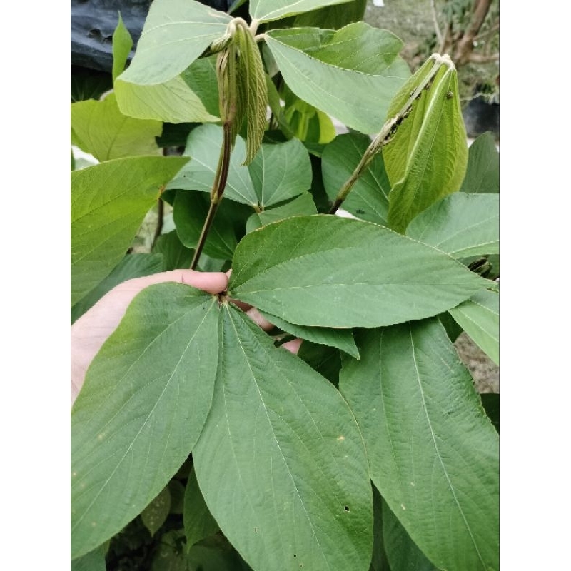 💥OFFER RM3.99 HINGGA 31 JULAI 2024 💥50 HELAI DAUN MERINGAN / SERINGAN ...