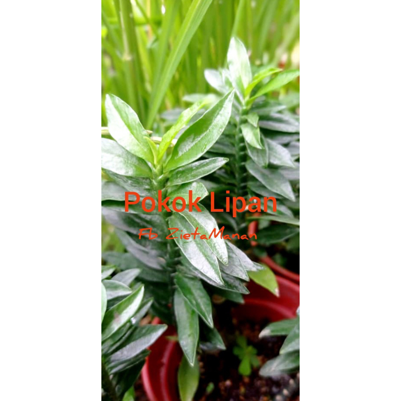 Pokok Lipan (penawar bisa) | Shopee Malaysia