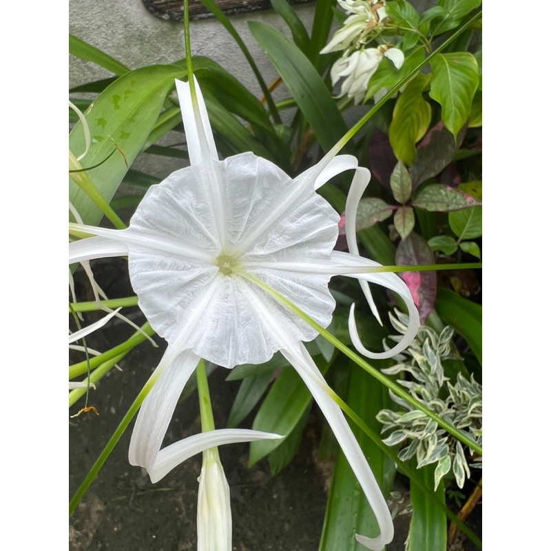 Daun Bakung untuk patah tulang / Tembaga Suasa / Daun bakong segar ...