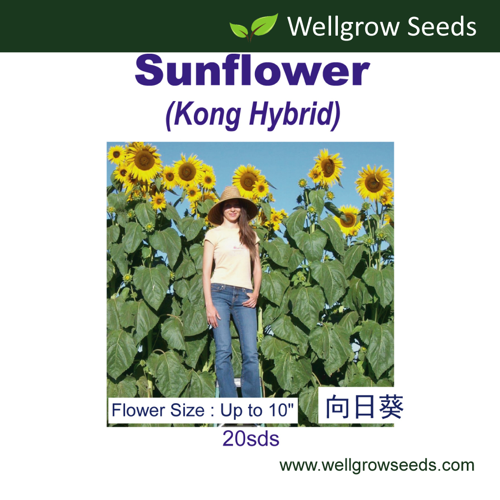 Sunflower Kong Hybrid F1 (20sds) 向日葵:巨无霸 太阳花种子 Biji Benih Bunga ...
