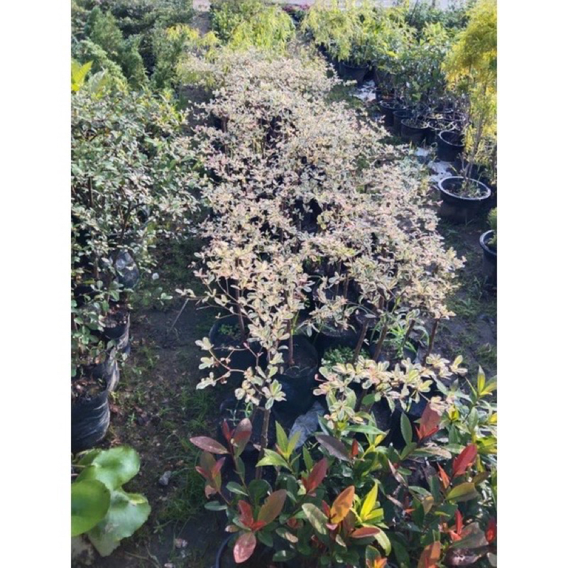 Anak Pokok Bucida Batik (Putih) | Shopee Malaysia