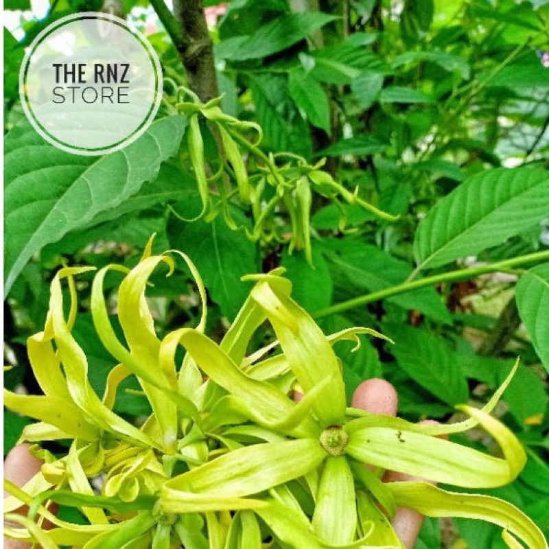 BUNGA KENANGA WANGI Kering 50 Gram | Shopee Malaysia