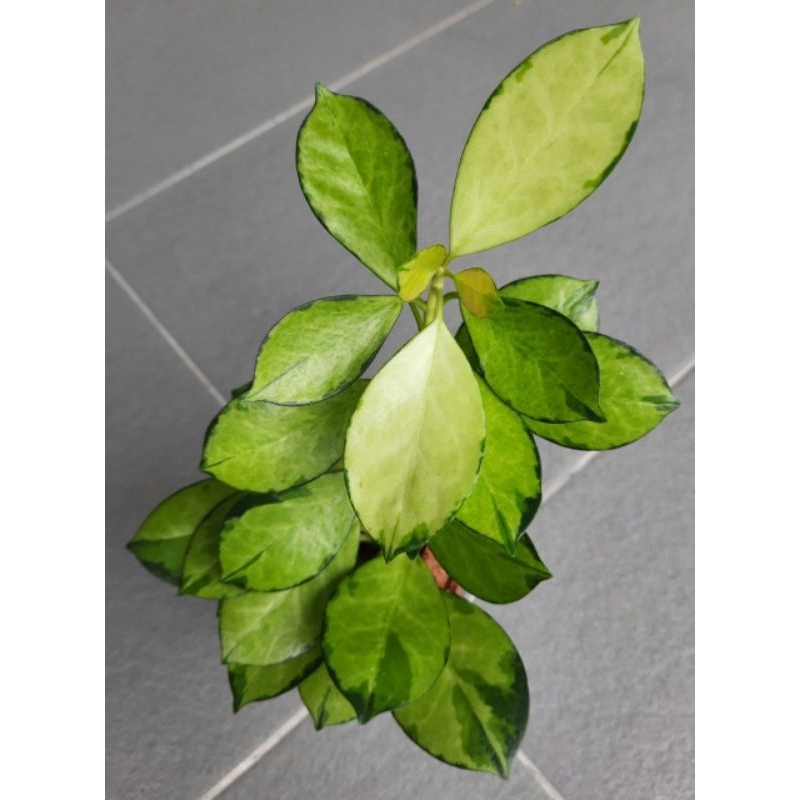 Hoya Australis Lisa plant cutting | Shopee Malaysia