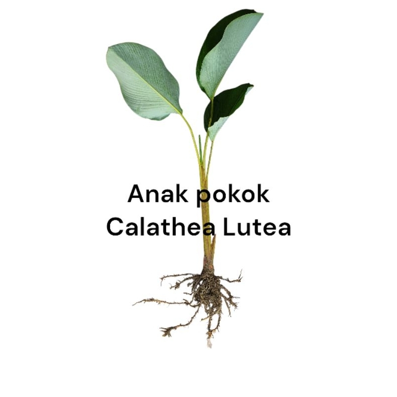 🔥Anak Pokok Calathea Lutea| Pokok Daun Hijau🔥 Pohon Pisang Calathea ...