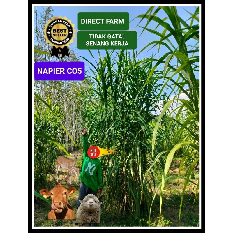 BENIH RUMPUT NAPIER CO5 BTN 5KG | Shopee Malaysia