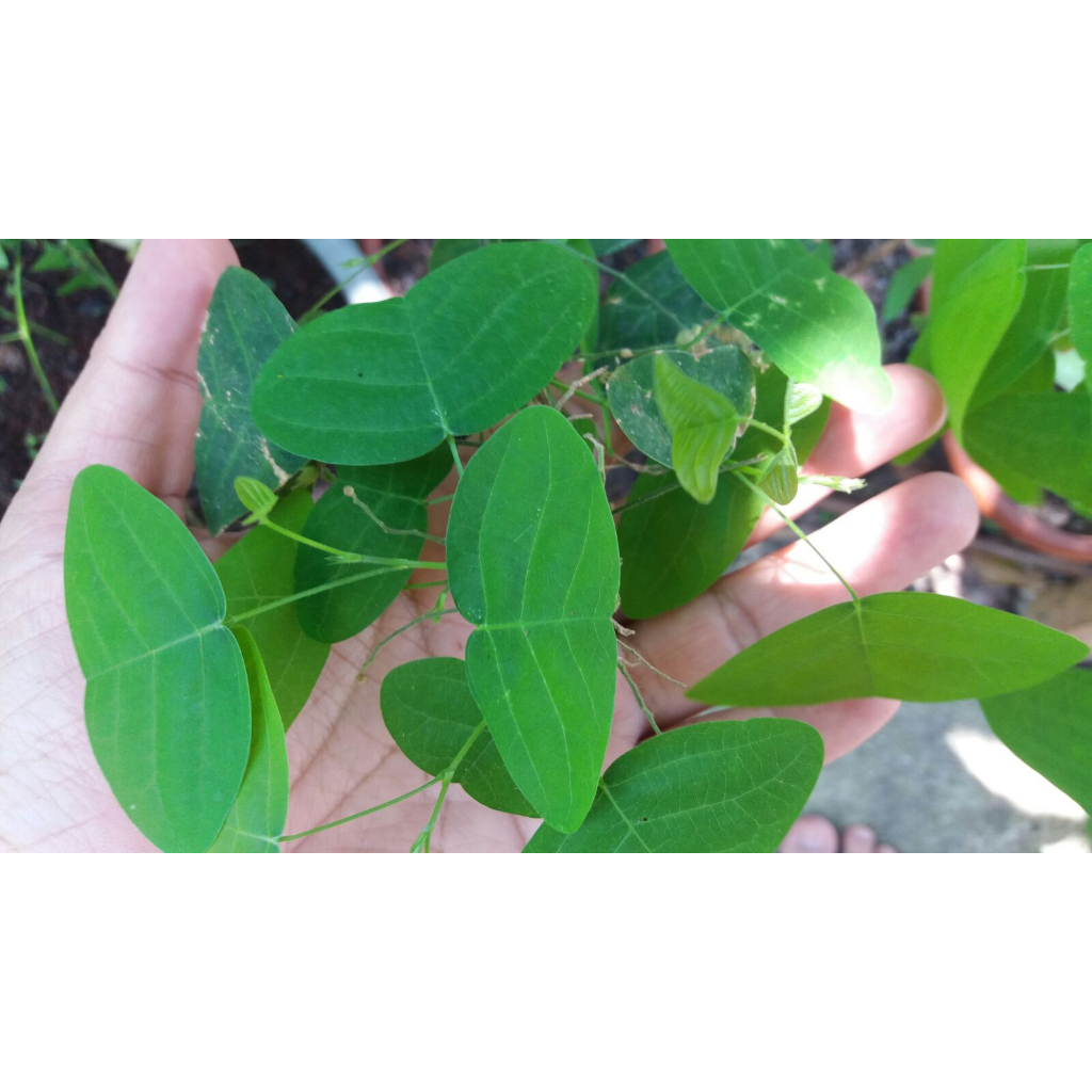 DAUN RERAMA HIJAU (POKOK LIAR) | Shopee Malaysia