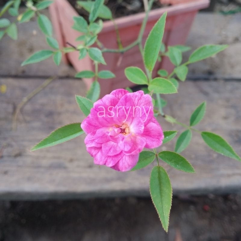 Pink micro/baby rose plant( real plants) own root | Shopee Malaysia